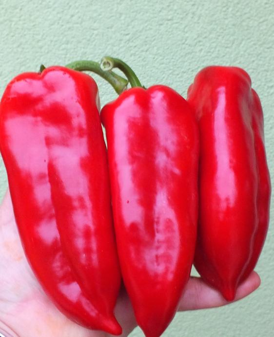 Paprika Tajski dugi ( rog) - sjeme