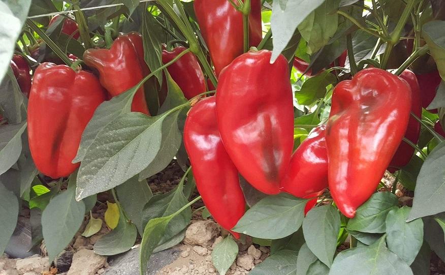 Paprika slavonka / Stara, rana sorta / Domaće sjeme