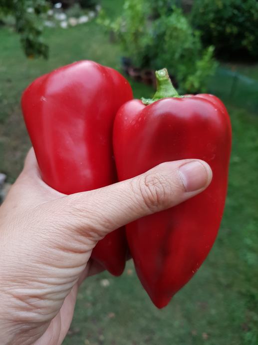 Paprika Sweet Pickle, Rog paprika crvena, Jalapeno (ljuta)