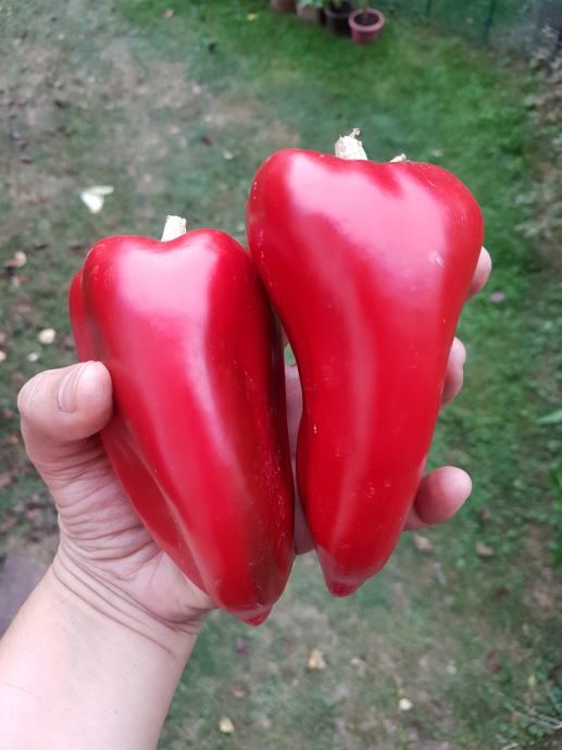 Paprika Sweet Pickle, Rog paprika crvena, Jalapeno (ljuta)