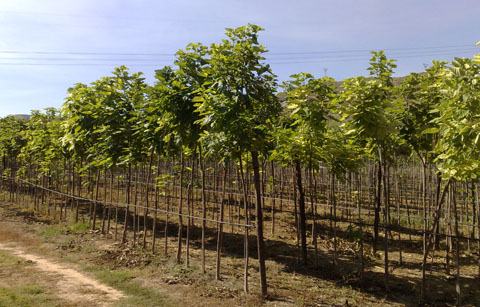 Parkovno drveće - sadnice