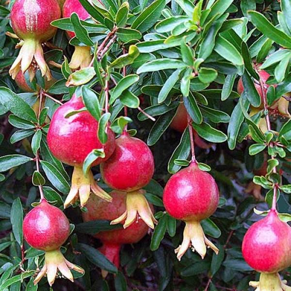 Patuljasti nar / Šipak / Sjeme