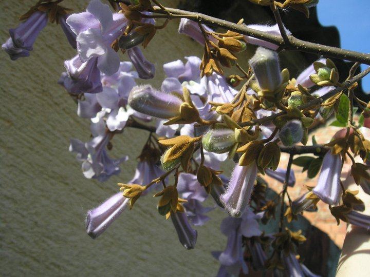 Paulovnija (Paulownia tomentosa) 300 sjemenki