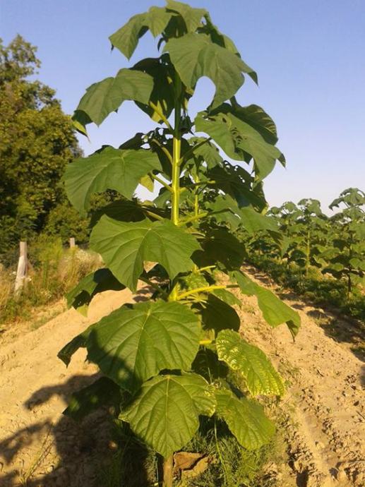 Paulownia elongata