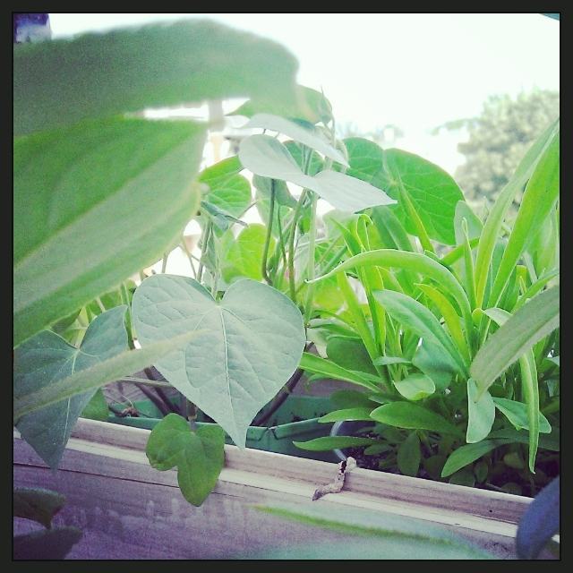 UKRASNI SLAK | MORNING GLORY - sjeme