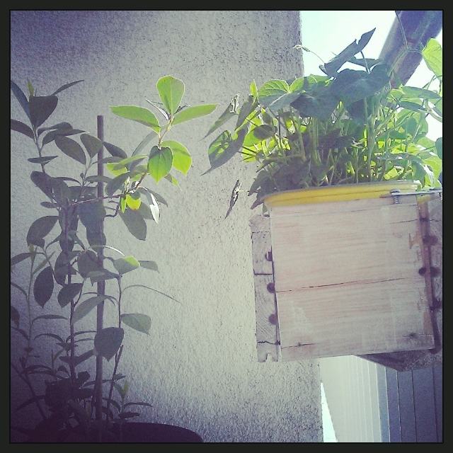 UKRASNI SLAK | MORNING GLORY - sjeme