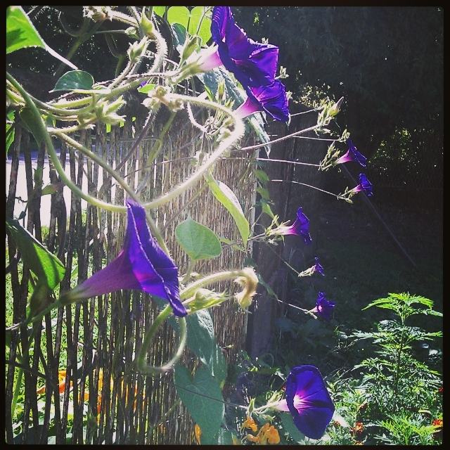 UKRASNI SLAK | MORNING GLORY - sjeme