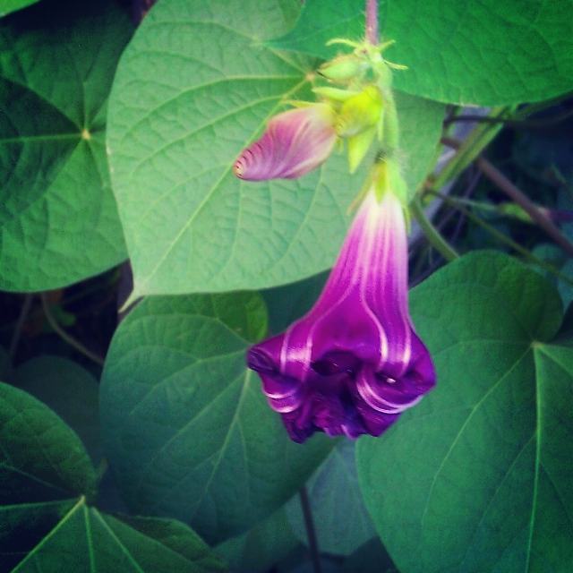 UKRASNI SLAK | MORNING GLORY - sjeme