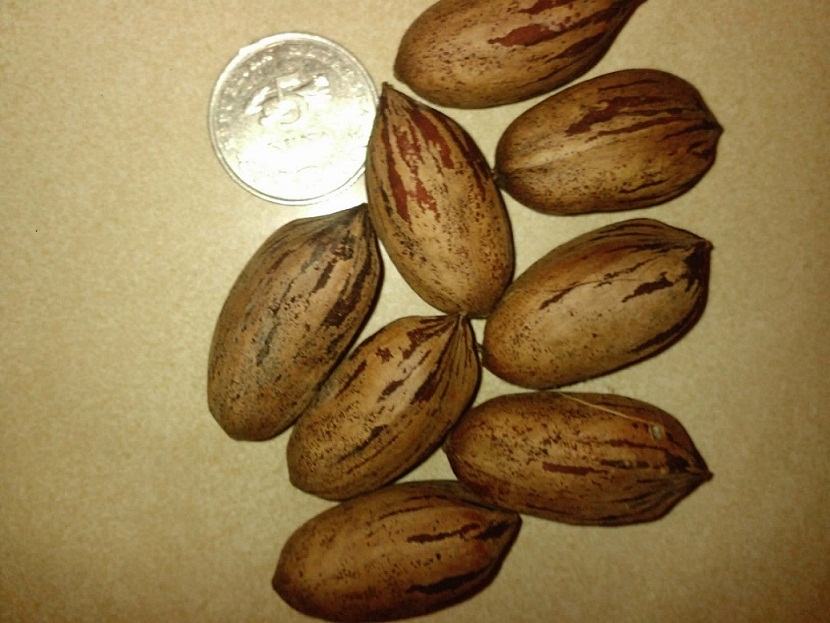 PEKAN ORAH / CARYA ILLINOIENSIS/