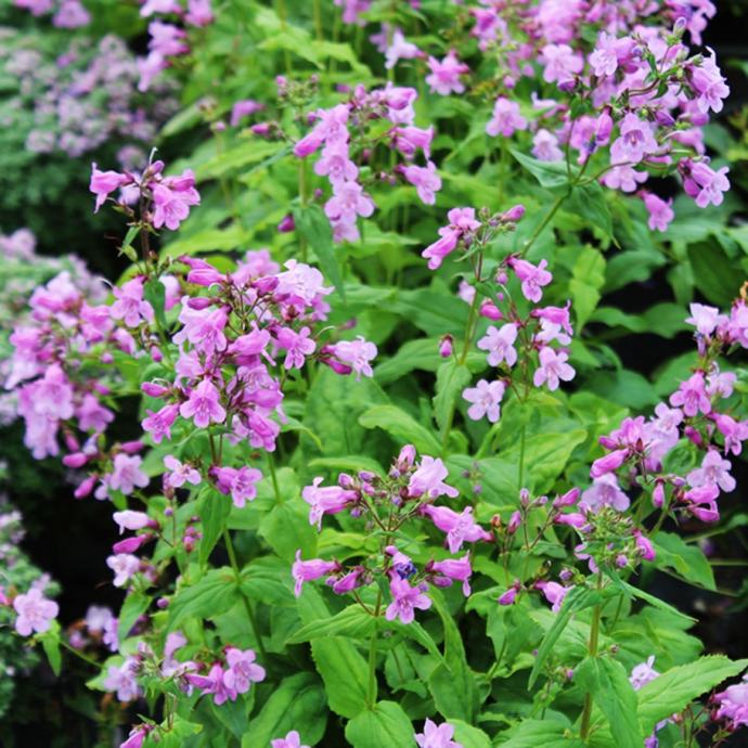 Penstemon violet dusk