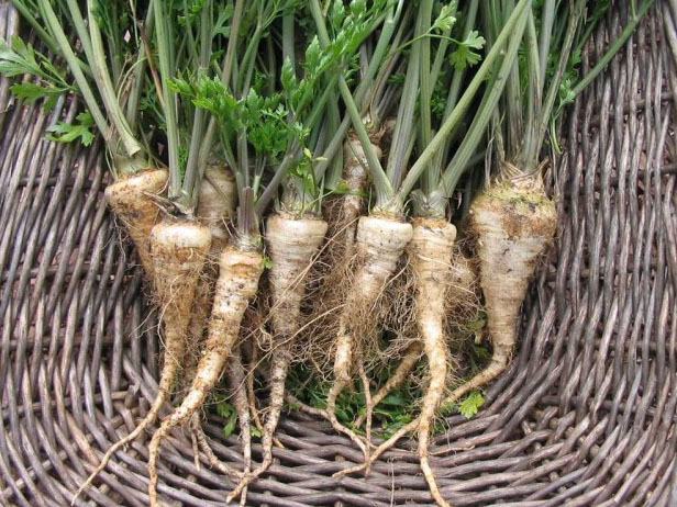 Peršin korjenaš / Domaće sjeme