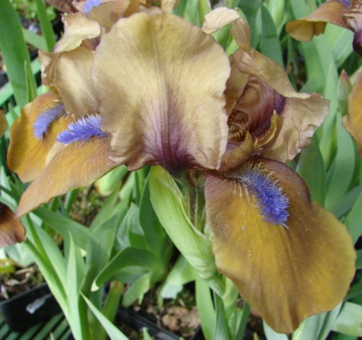 Perunika / Iris germanica Gingerbread man / SADNICE