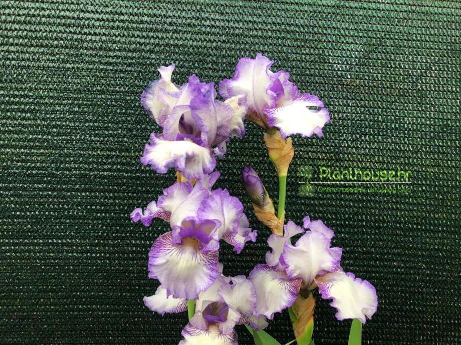 Perunika / Iris germanica Rococo / SADNICE