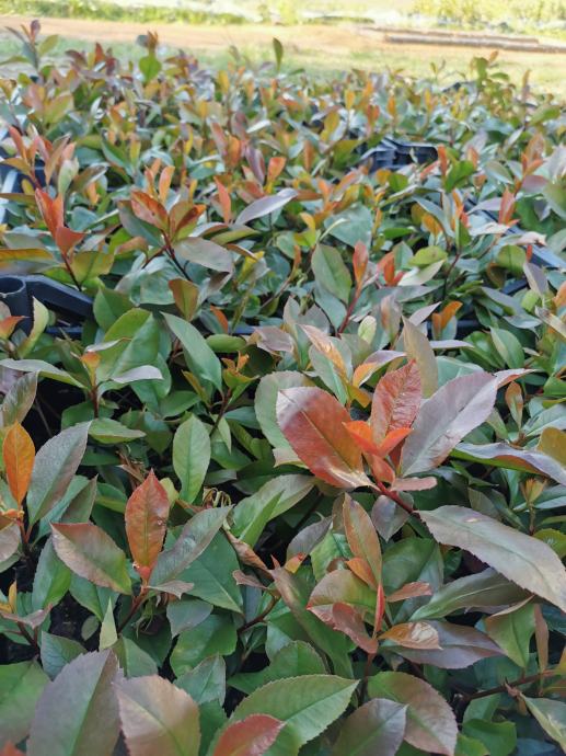 PHOTINIA (FOTINIJA) RED ROBIN SADNICE - ISTRA, PAZIN PHOTINIA (FOTINIJA) RED ROBIN SADNICE - ISTRA, PAZIN