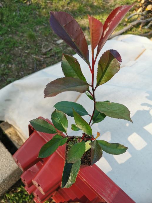 PHOTINIA (FOTINIJA) RED ROBIN SADNICE - ISTRA, PAZIN PHOTINIA (FOTINIJA) RED ROBIN SADNICE - ISTRA, PAZIN