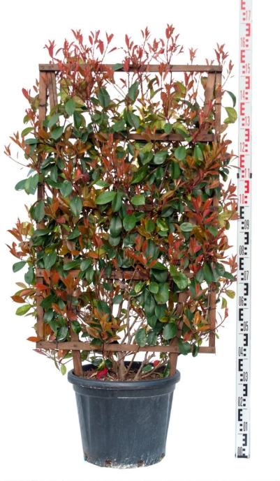Photinia, Fotinija sadnice