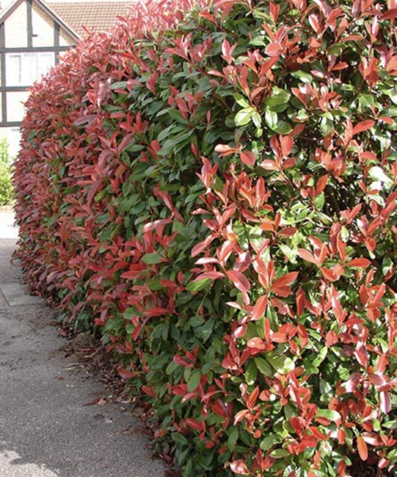 Photinia (fotinija) Red Robin