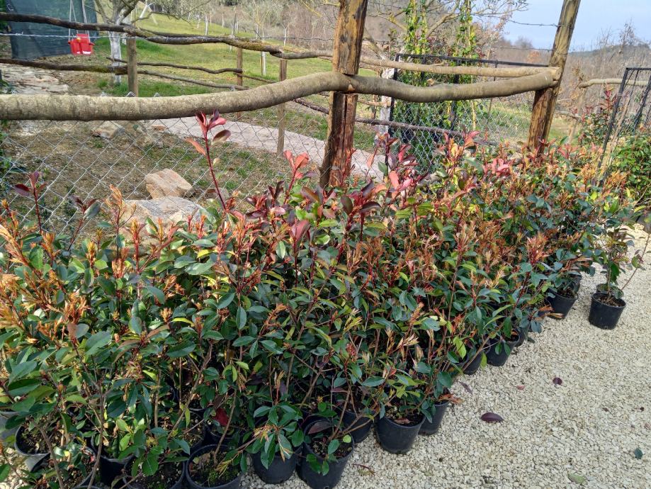 Najbolne cijene Photinia, fotinija sadnice za crvenu živicu 1m.+