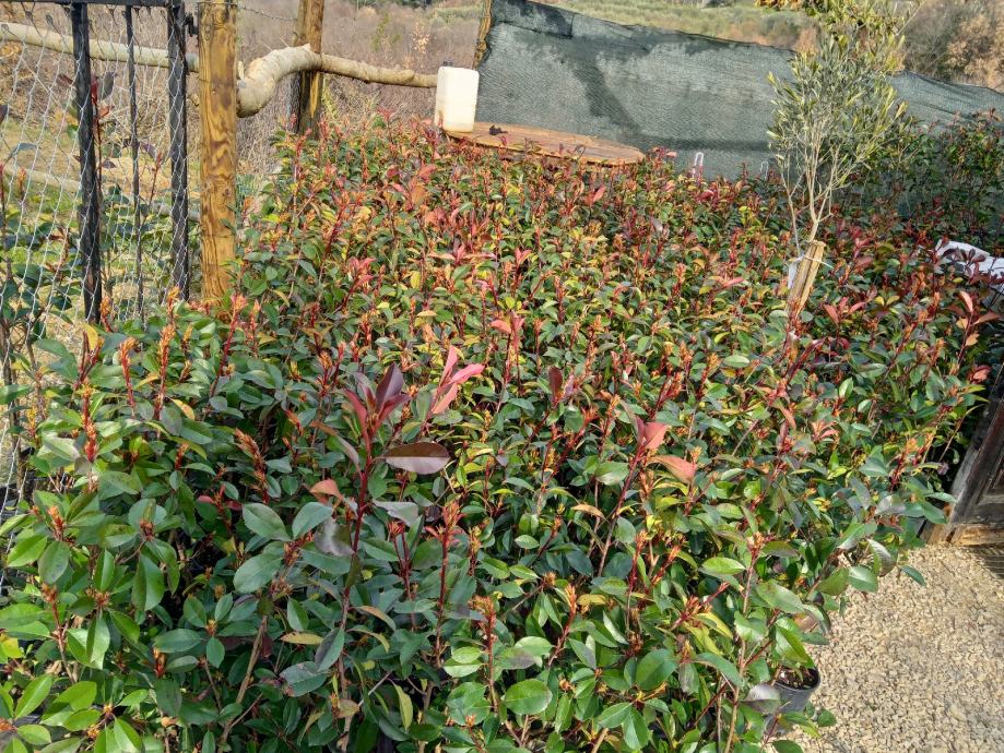Najbolne cijene Photinia, fotinija sadnice za crvenu živicu 1m.+