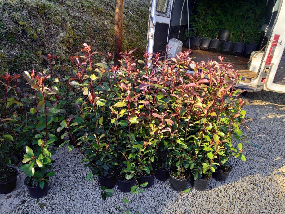 Najbolne cijene Photinia, fotinija sadnice za crvenu živicu 1m.+