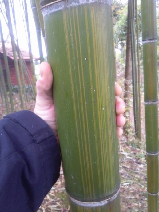 Phyllostachys praecox Violascens bambus