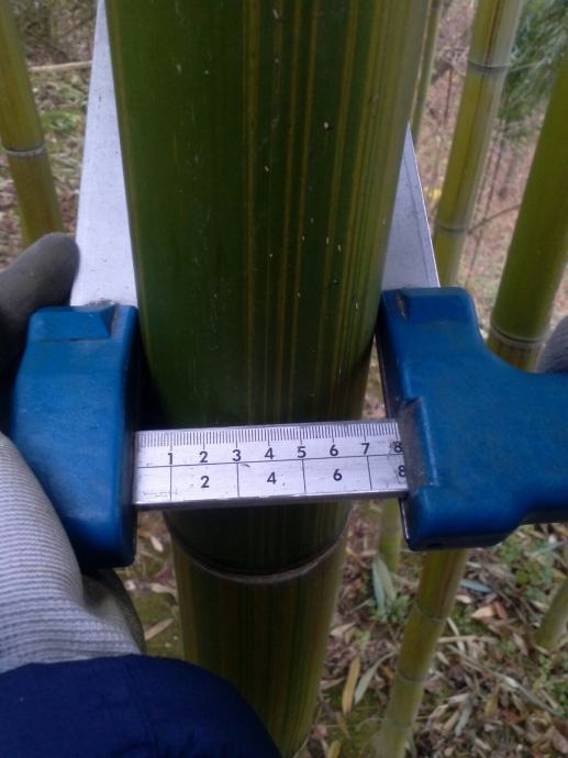 Phyllostachys praecox Violascens bambus