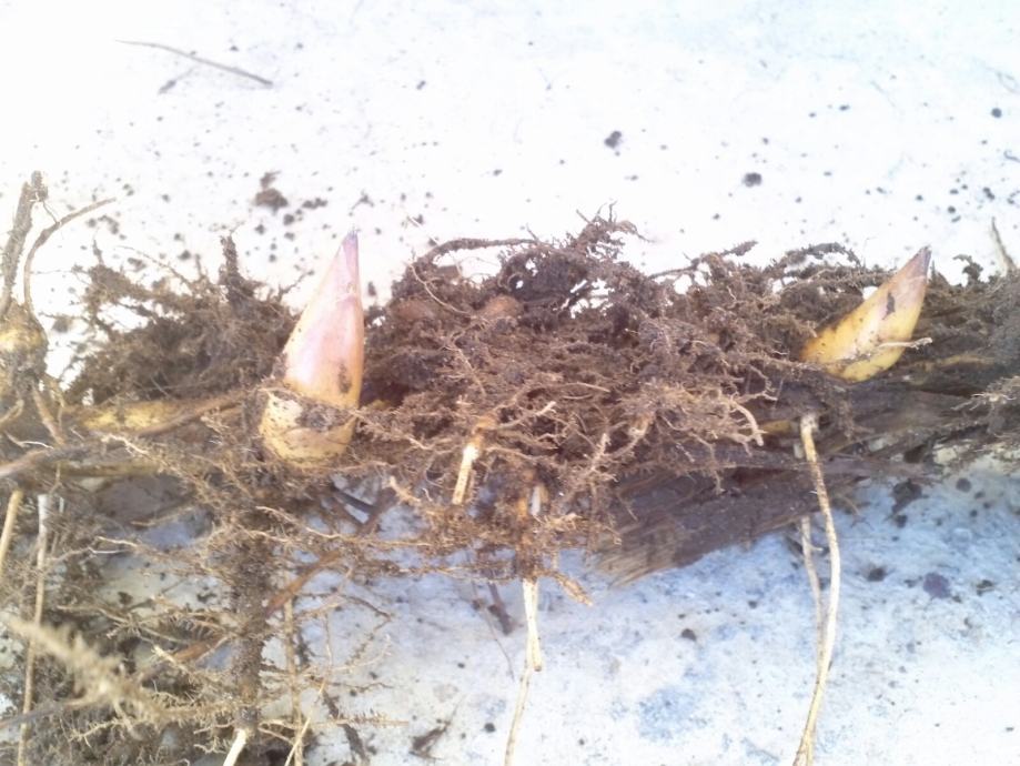 Phyllostachys praecox Violascens bambus