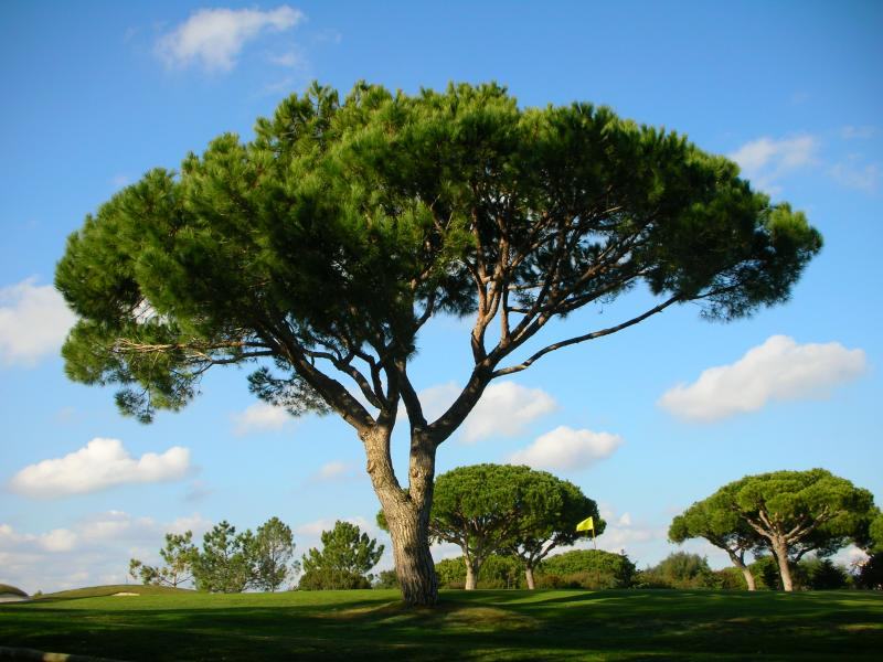 PINIJA - Pinus pinea - sadnice bora (pinija,pinjole)
