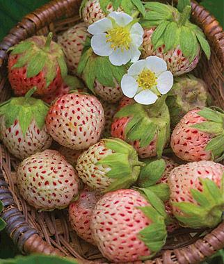 Jagoda / Pinneberry / Stara sorta / Sjeme