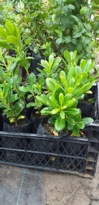 Pitospora pitosporum tobira sadnice