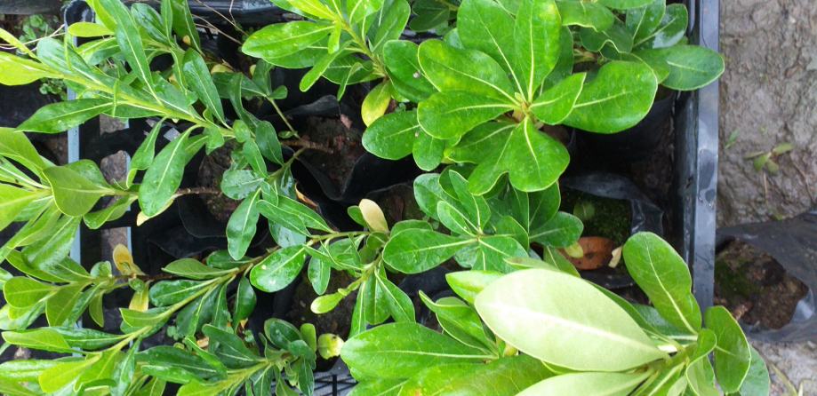 Pitospora pitosporum tobira sadnice