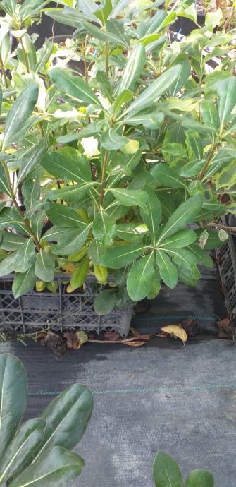 Pitospora pitosporum tobira sadnice