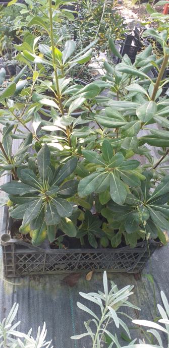 Pitospora pitosporum tobira sadnice