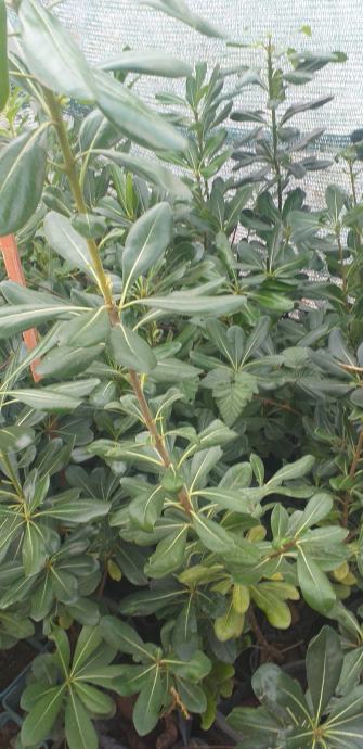 Pitospora pitosporum tobira sadnice