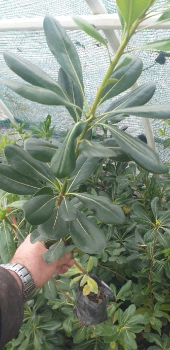 Pitospora pitosporum tobira sadnice