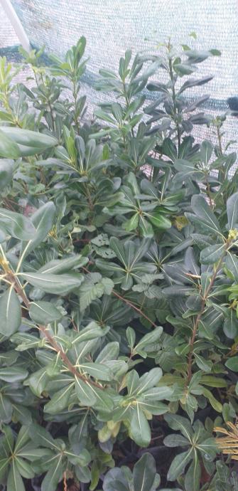 Pitospora pitosporum tobira sadnice