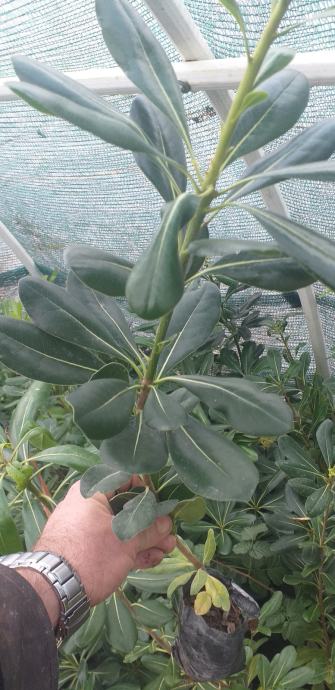 Pitospora pitosporum tobira sadnice