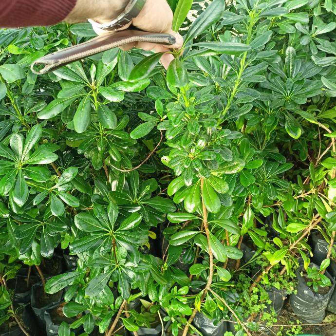 Pitospora pitosporum tobira sadnice