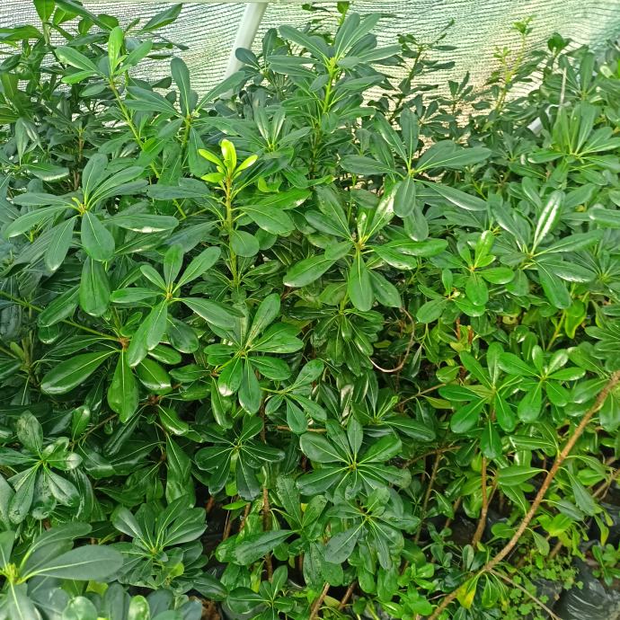 Pitospora pitosporum tobira sadnice