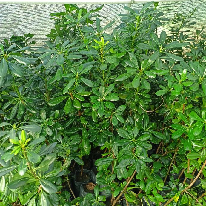 Pitospora pitosporum tobira sadnice