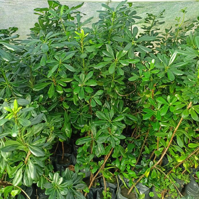 Pitospora pitosporum tobira sadnice