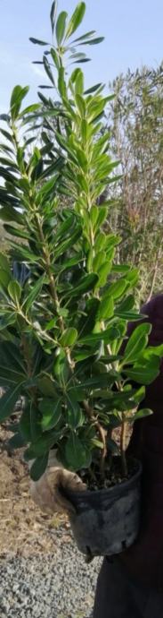 Pitospora živica / Pitosporum tobira