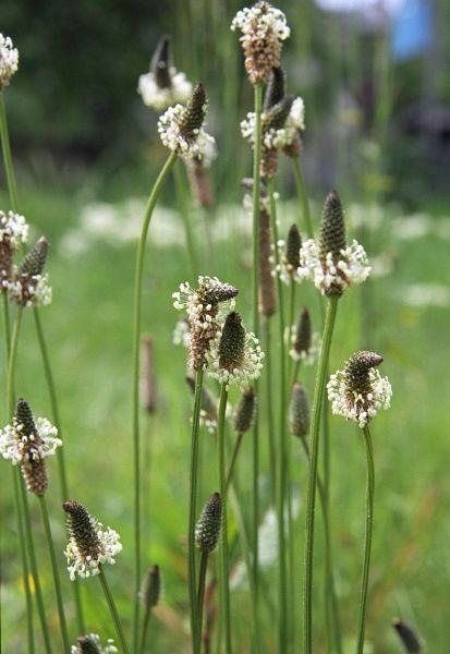 Plantago Libor / Uskolisni ljekoviti trputac / Sjeme