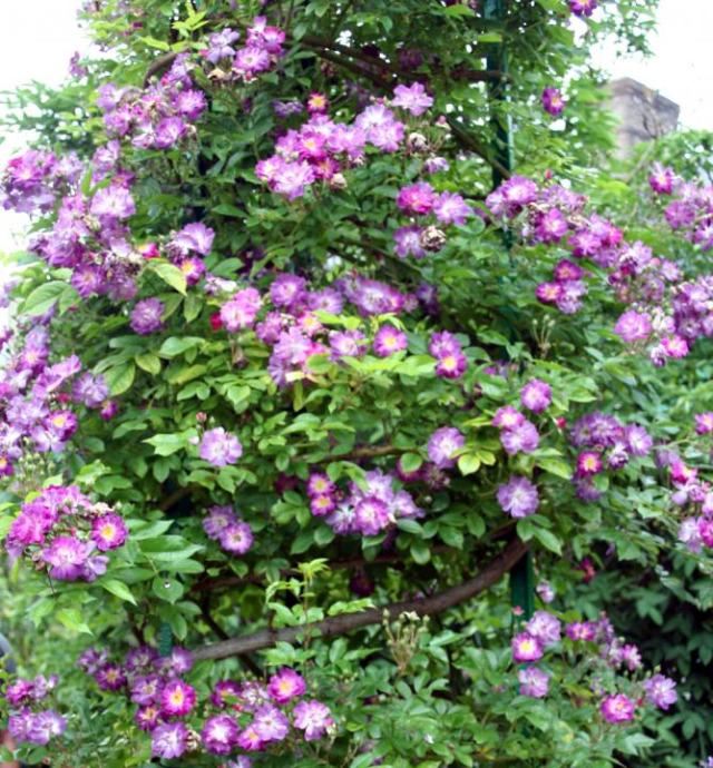 Plava ruža penjačica, Veilchenblau