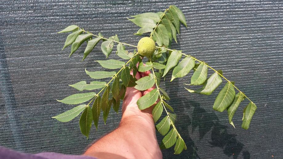 americki crni orah, juglans nigra tinktura