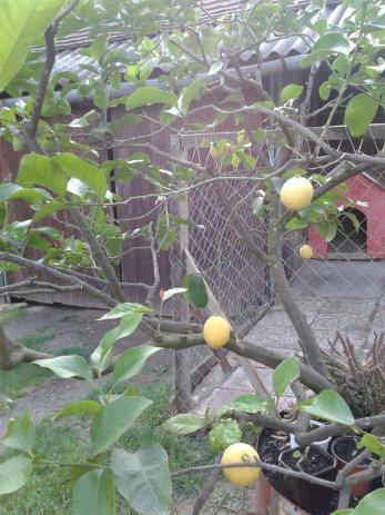 POVOLJNO PRODAJEM STABLO LIMUNA