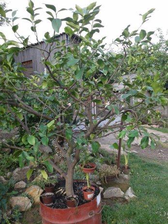 POVOLJNO PRODAJEM STABLO LIMUNA