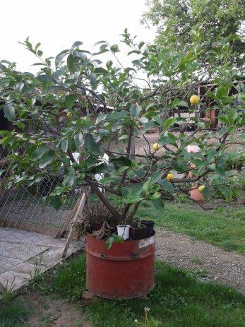 POVOLJNO PRODAJEM STABLO LIMUNA