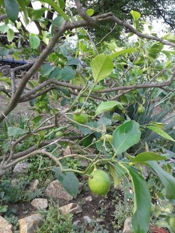 POVOLJNO PRODAJEM STABLO LIMUNA