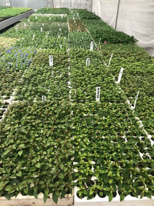 Presadnice, ukorijenjene reznice jedno i višegodišnjeg ukrasnog bilja